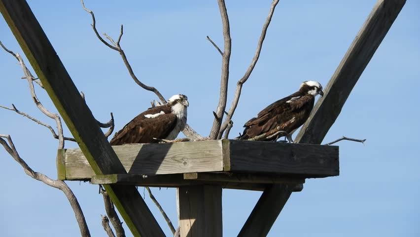 Pair of Osprey in the nest image - Free stock photo - Public Domain ...