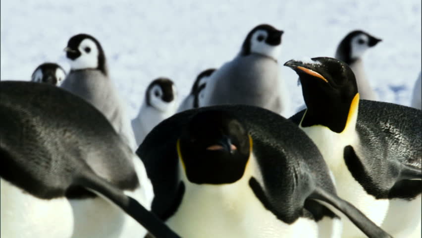 Colony of Penguins in Antarctica image - Free stock photo - Public ...