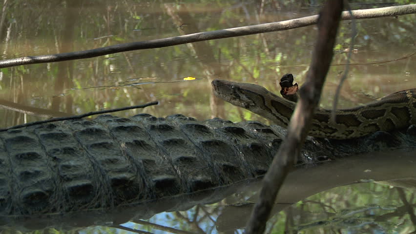 Entangled Alligator and Python Stock Footage Video (100% Royalty-free ...