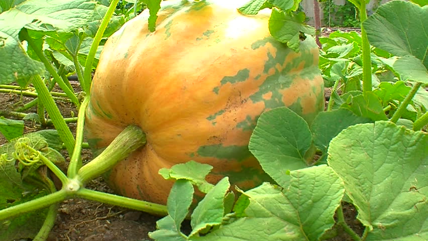 Pumpkin Camera Zoom Stock Footage Video (100% Royalty-free) 2649563 ...