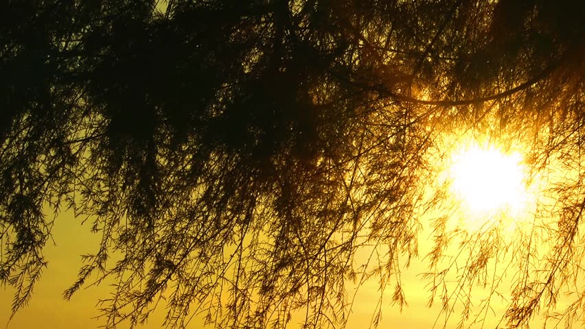 Sunshine Star Flare Flickering Through Windy Tree Leaves At Sunset ...