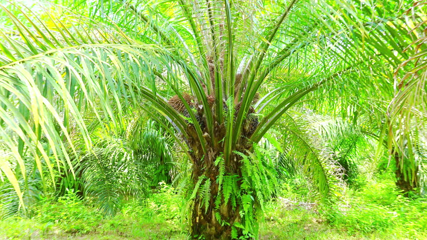 African Oil Palm (Elaeis Guineensis) With Spreading Leaves Growing ...