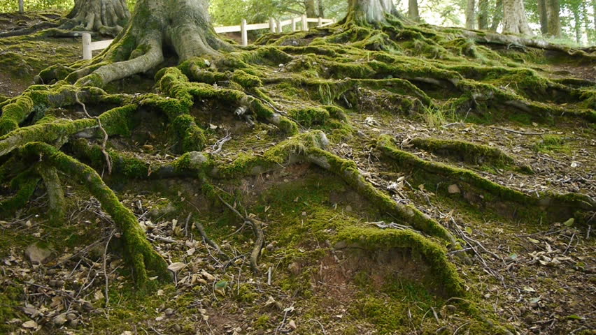Moss Covered Tree Roots. Camera Stock Footage Video (100% Royalty-free ...
