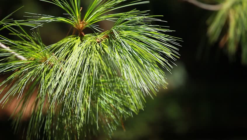 Green Pain Tree Leaves In The Wind. Stock Footage Video 2682161 ...