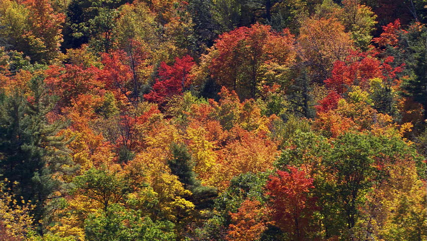 Stock video of flying over mixed forest in fall | 26860753 | Shutterstock
