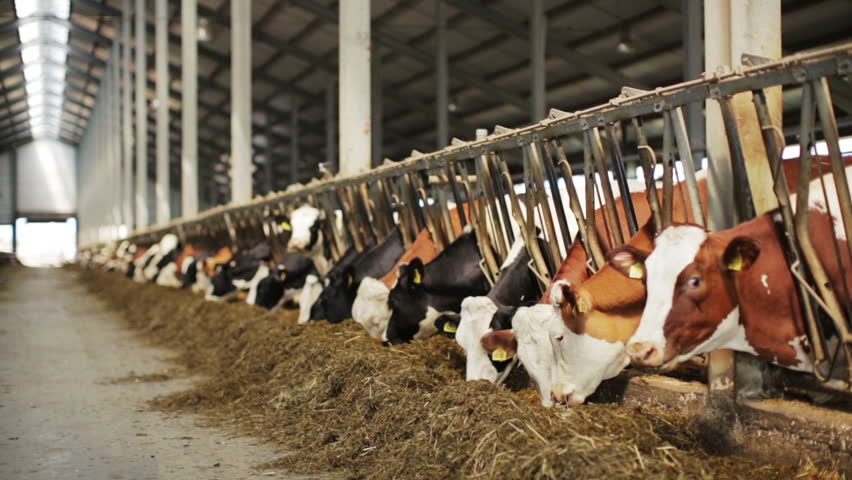 Dairy Cows in the Stable Stock Footage Video (100% Royalty-free ...