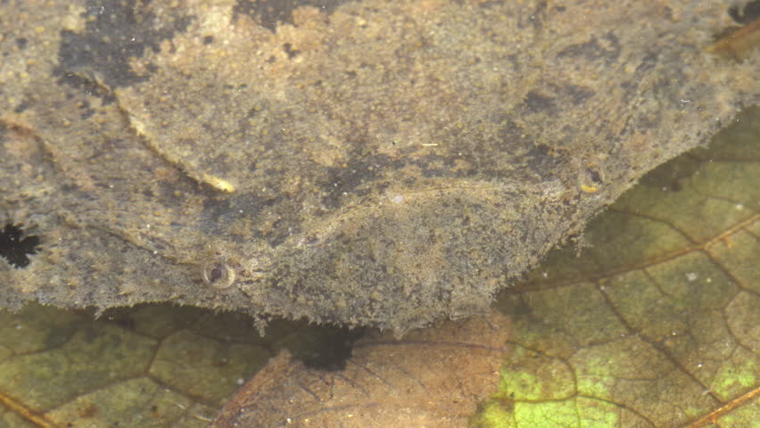 Suriname Toad (Pipa Pipa). In A Shallow Pond In The Ecuadorian Amazon ...