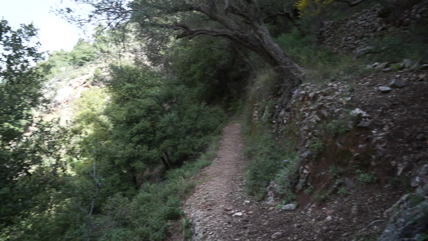 Hiking Path on the mountainside into the trees image - Free stock photo ...