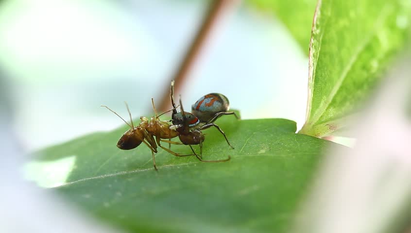 Stock video of spider eating ant | 2748023 | Shutterstock