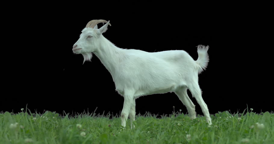 Goats Stock Footage Video | Shutterstock