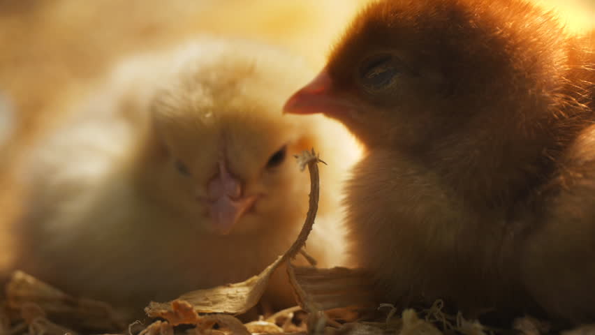 Stock video of two baby chickens sleeping | 2774033 | Shutterstock