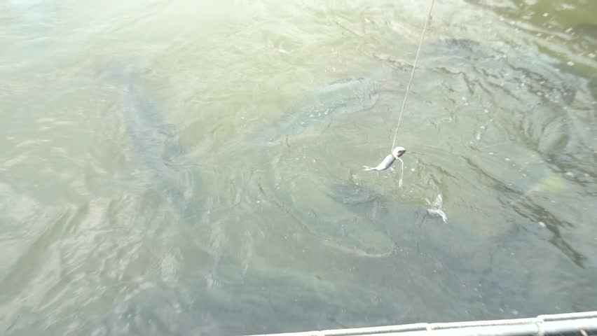 Arapaima image - Free stock photo - Public Domain photo - CC0 Images