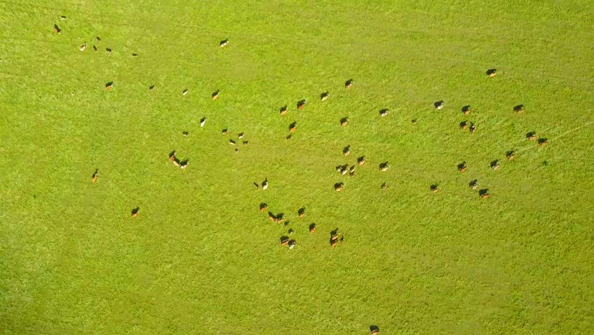 Aerial View Of Moving Cows. Cattle Herd From Bird Eye View. Drone ...
