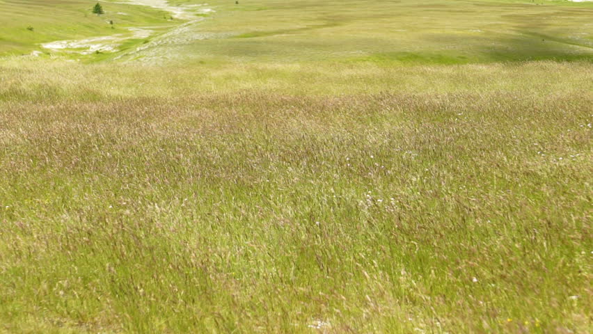 Stock video of high grass on huge meadow plateau | 28076533 | Shutterstock