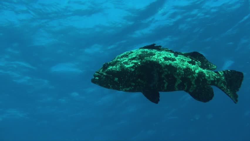 A Massive Cod Swims Mid Stock Footage Video (100% Royalty-free) 2811433 ...