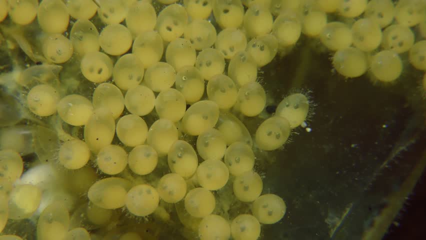 Reproduction Of Fish Goby (Gobius Sp.): Caviar, Inside The Eggs Are ...