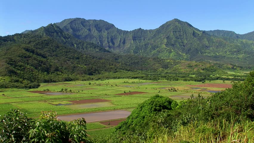 Stock video of wide shot of the taro fields | 28256503 | Shutterstock