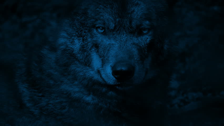 Dark Night Forest Wolves
