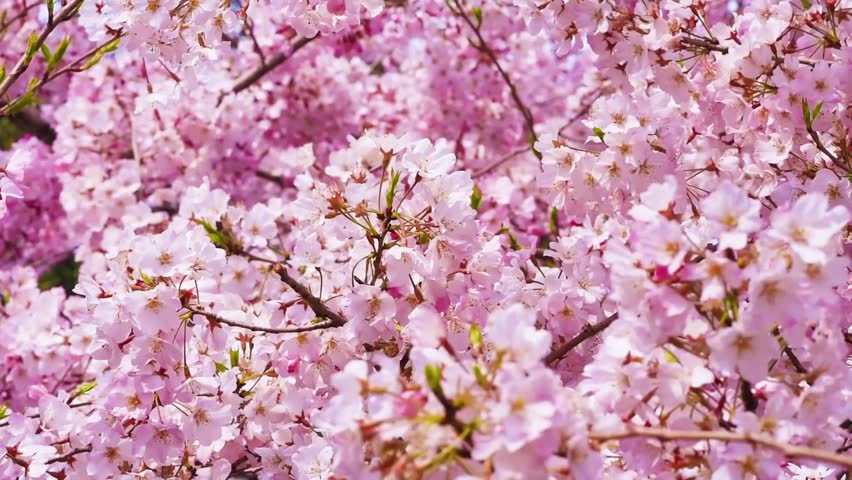 Pink Cherry Blossoms Swaying In The Breeze,Pink Flowers,Japan Travel ...