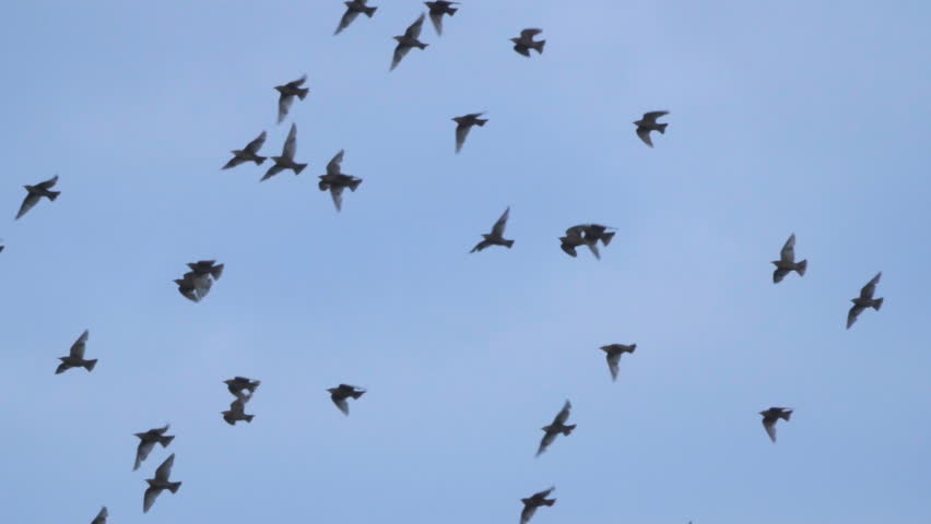 Flying Flock of Pigeons. Migration Stock Footage Video (100% Royalty ...