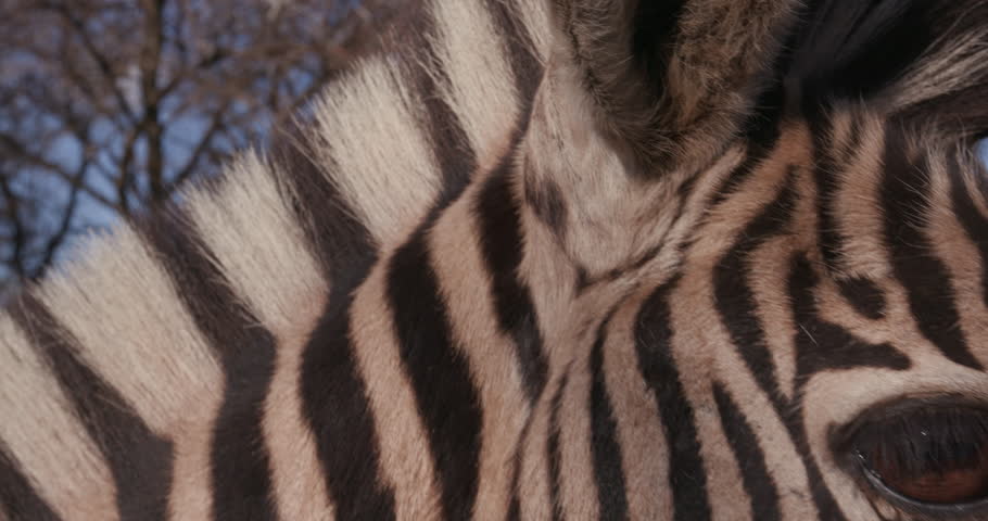 Close-up of Zebras Eye Stock Footage Video (100% Royalty-free) 28865143 ...