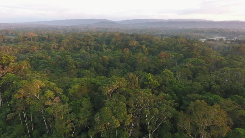 Rising Over The Rainforest Canopy At Dawn With The Early Morning Sun ...
