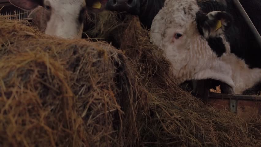 Female Cow In Labor Pains Ready To Give Birth. Black Angus Mixed Breed ...