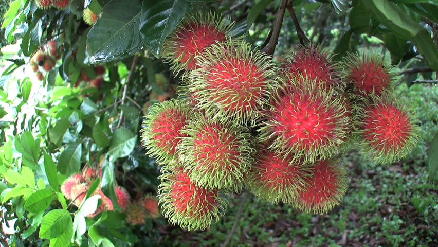 A Zoom Shot Of Ripe Rambutan Fruit In An Orchard In Chantaburi ...