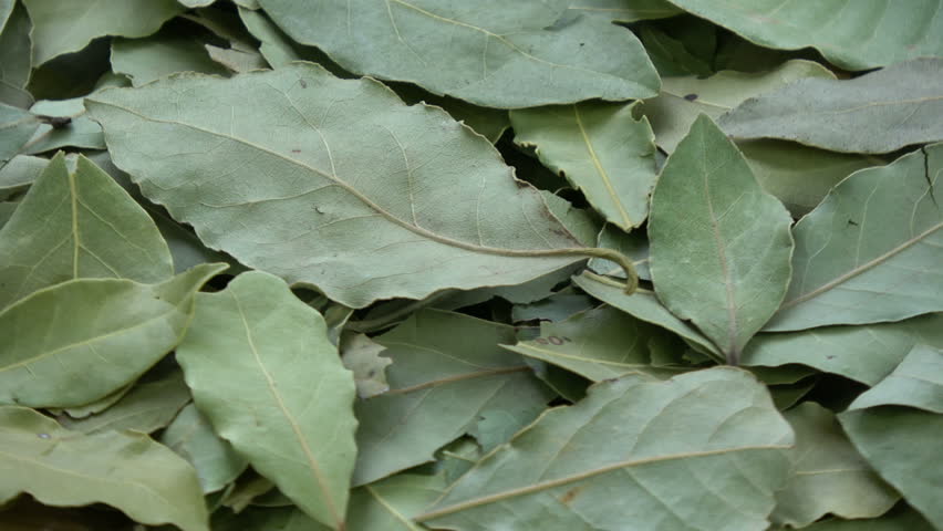 Laurel Stock Video Footage - 4K and HD Video Clips | Shutterstock