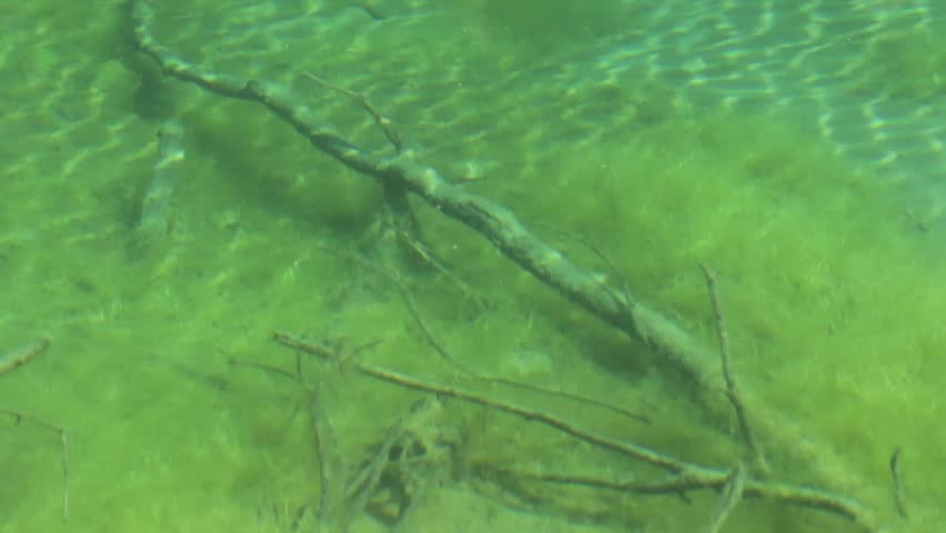 Nanobacterium Motion Inside The Petal Cells Of Dandelion (Taraxacum ...