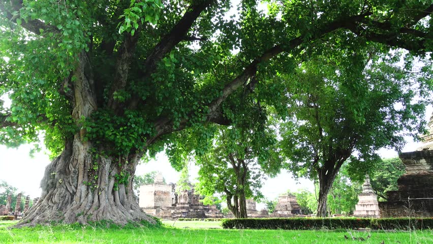 Big Bodhi Tree with Wind. Stock Footage Video (100% Royalty-free ...
