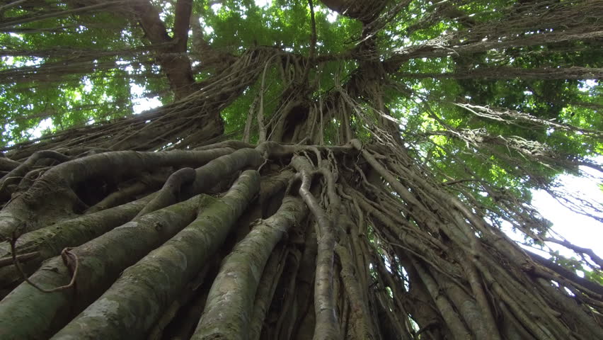 Zoom To Mossy Liana On Rainforest Tree Stock Footage Video 127297 ...