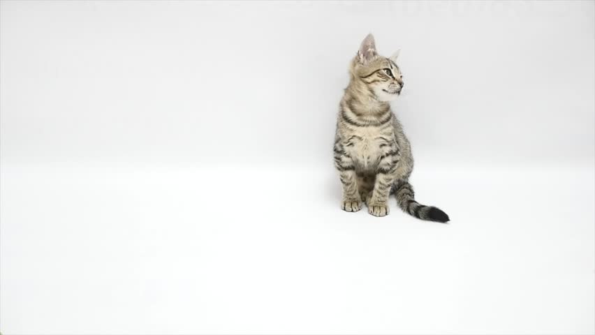Cat Clapping Paws, Asking For A Snack Záběr Video 6293636 | Shutterstock