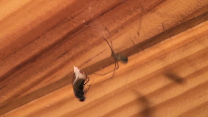 Spider is Capturing a Fly Stock Footage Video (100% Royalty-free ...