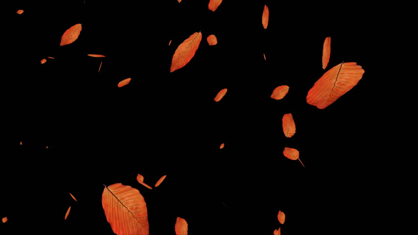 Falling Fall Autumn Yellow Leaves Flowing On Wind And Rotating In Slow ...