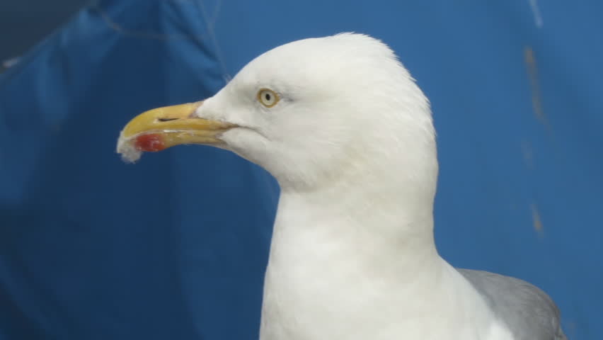 Close-up of seagull head image - Free stock photo - Public Domain photo ...
