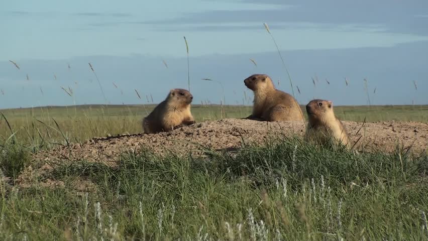 Marmots Live In The Desert. Wild Marmots Are Very Intelligent, Careful ...