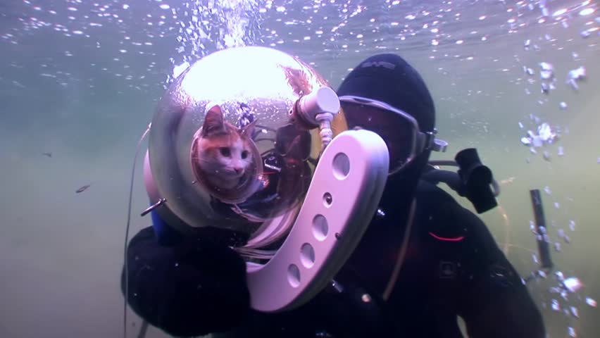Cat Scuba Diver On Background Of Reflection Sunlight Underwater. First ...