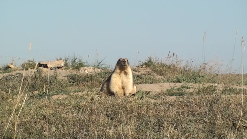 Marmots Live In The Desert. Wild Marmots Are Very Intelligent, Careful ...