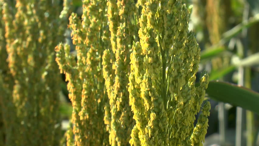 Close-up Of A Sorghum Stock Footage Video 2616602 | Shutterstock