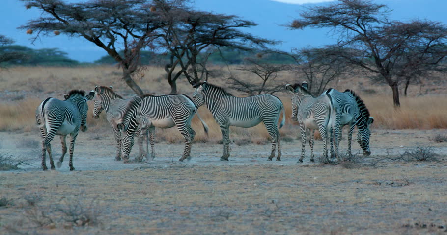 Grevy's Zebra image - Free stock photo - Public Domain photo - CC0 Images