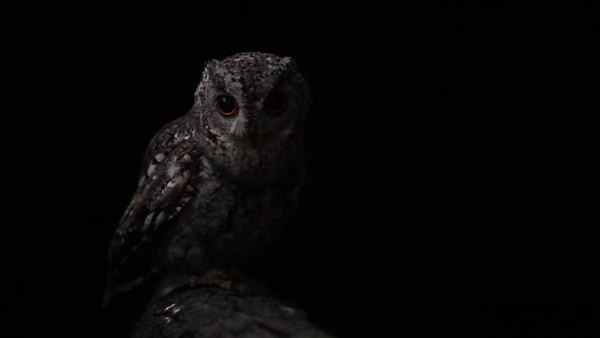 Great Horned Owl Night Time Predator Stock Footage Video 20941120 ...