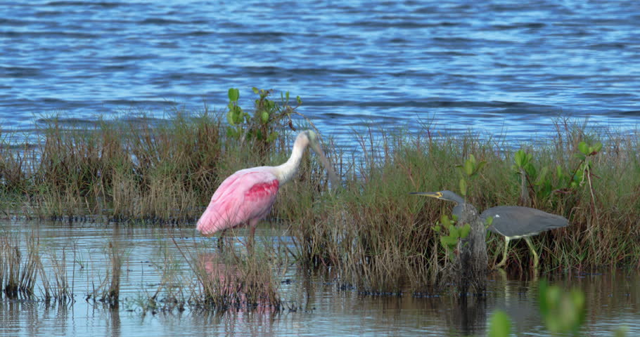 Roseate Spoonbill and Blue Heron Stock Footage Video (100% Royalty-free ...