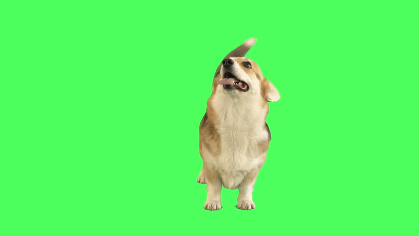 Corgi Stock Video Footage - 4K and HD Video Clips | Shutterstock
