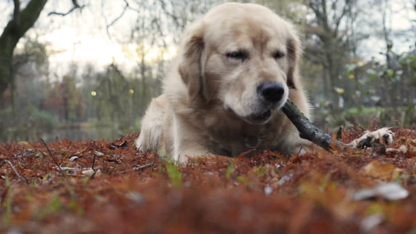 Golden Retriever Labrador Barking Blue Flowers Spring Background. Pure ...