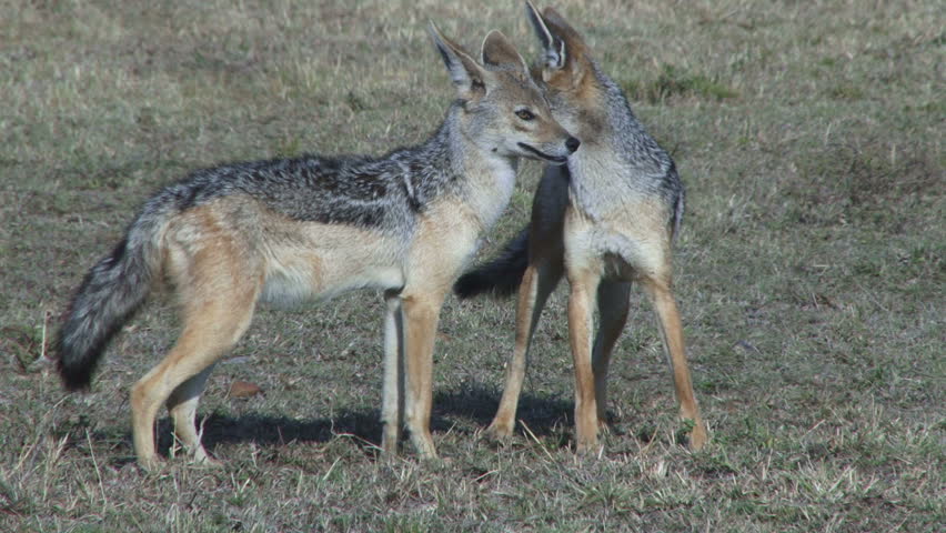 Silver Backed Jackal Male Grooming Stock Footage Video (100% Royalty ...