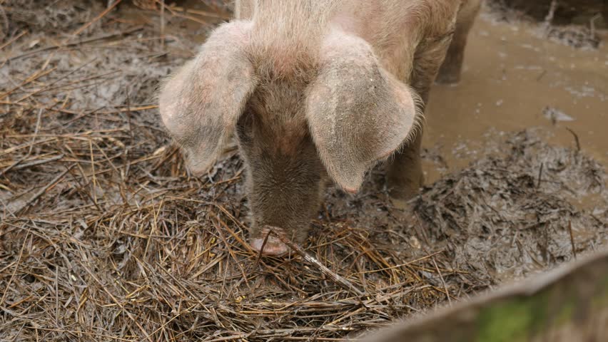 Dirty Muddy Pig In A Pen At Farm Stock Footage Video 32181883 ...