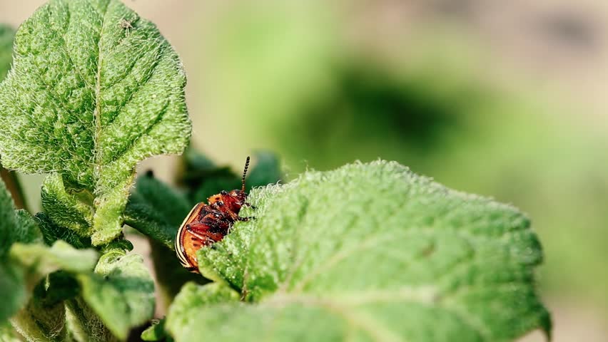 Bug Walking On Harvest In An Agriculture Field, Beetle Crawling, Macro ...