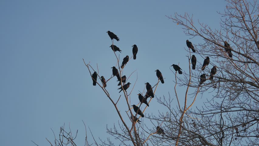 Flock of Raven Birds Sitting Stock Footage Video (100% Royalty-free ...