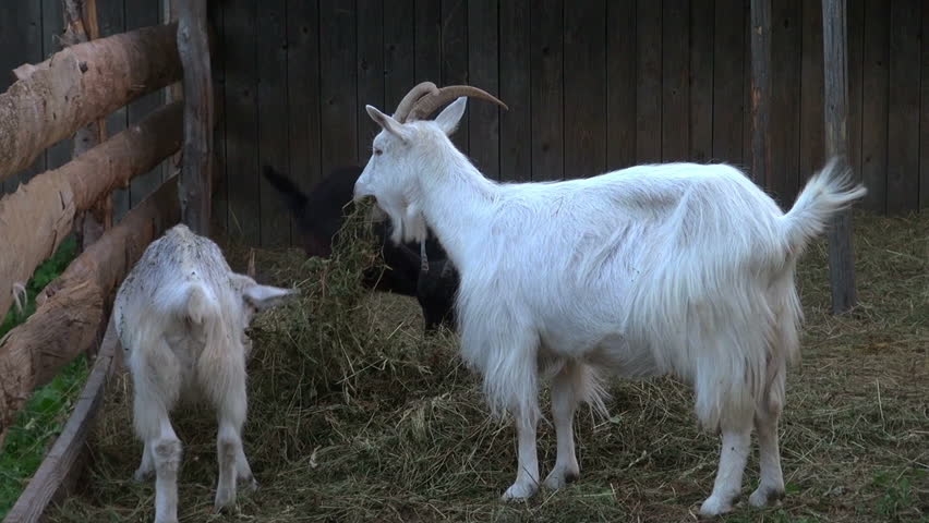 Dirty Goats And Sheep In Poor Village Goat Pen, Kenya, Africa, Medium ...